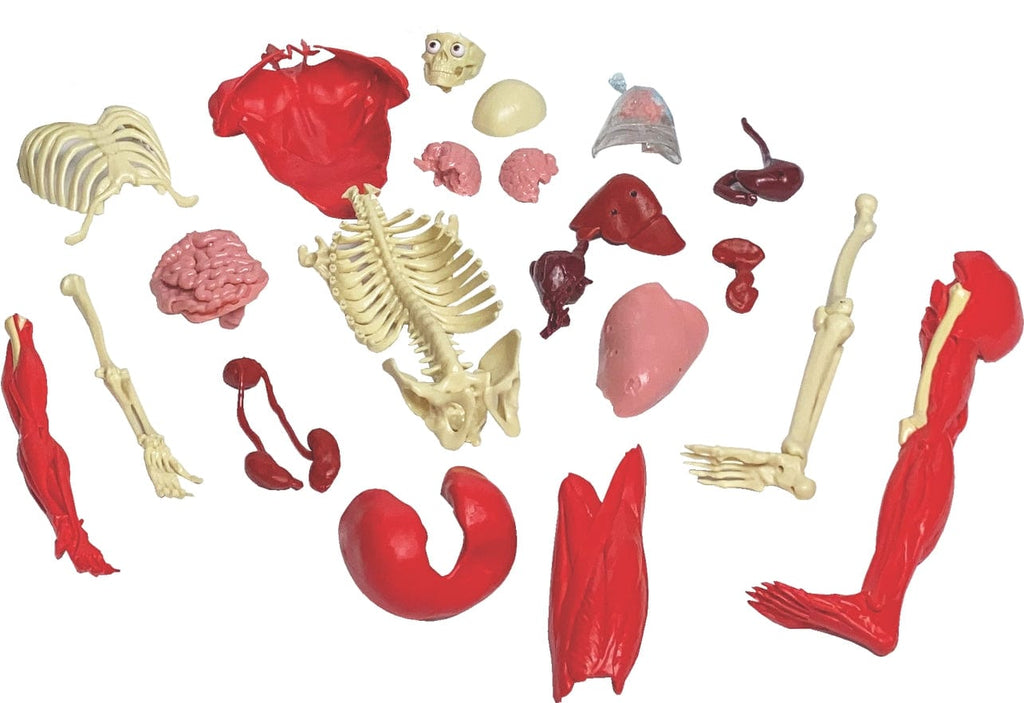 Ultimate Squishy Human Body Lab | Little Miss Muffin Children & Home